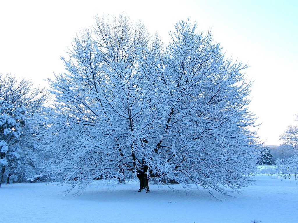 Dread Clampitt - | concrete driveway, Gutter Cleaning, Tree Removal